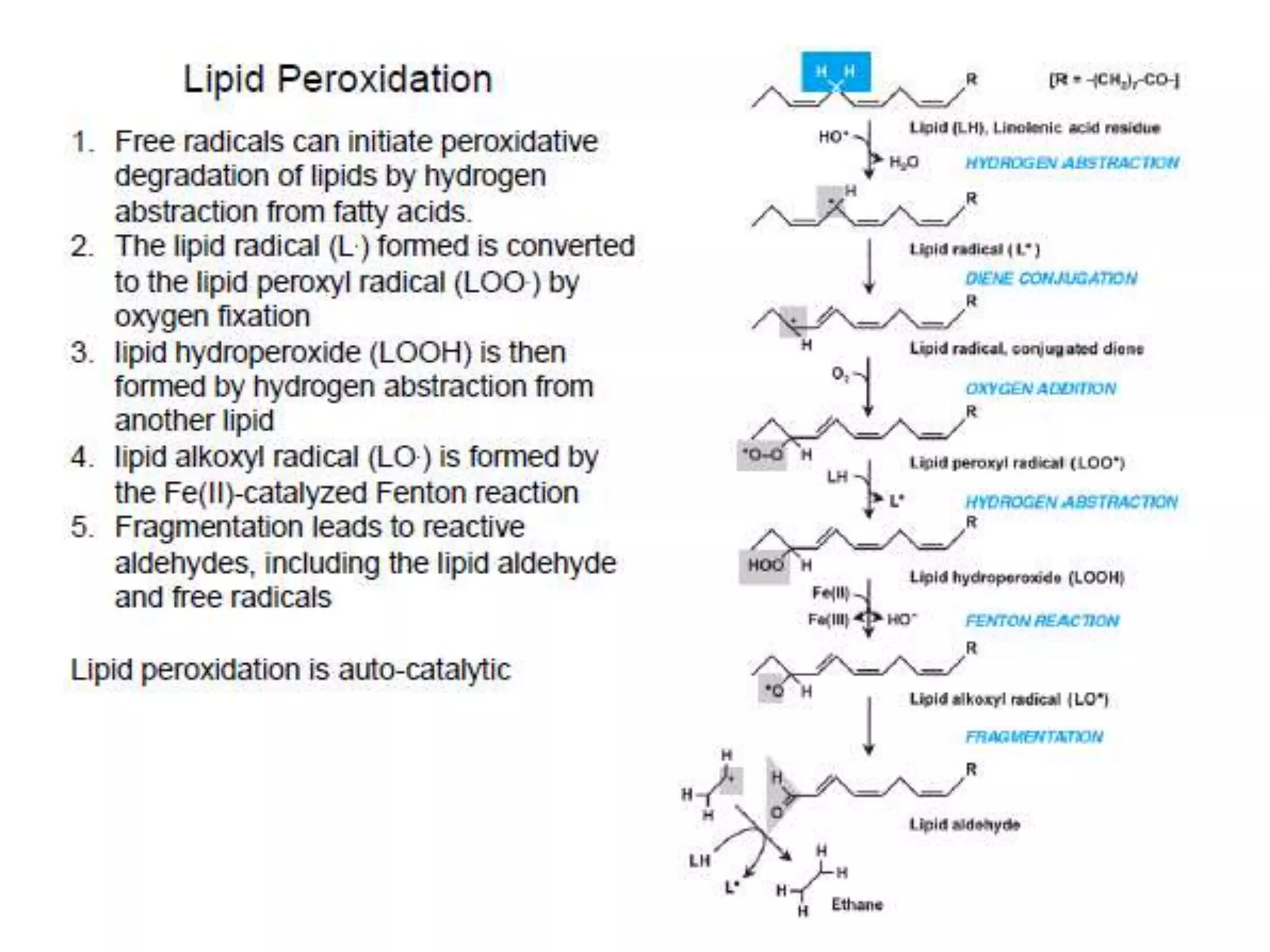 1 Mechanism of action of toxic agents (1).pptx