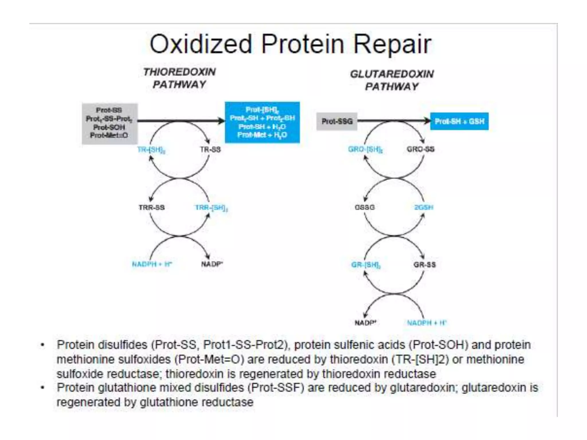 1 Mechanism of action of toxic agents (1).pptx