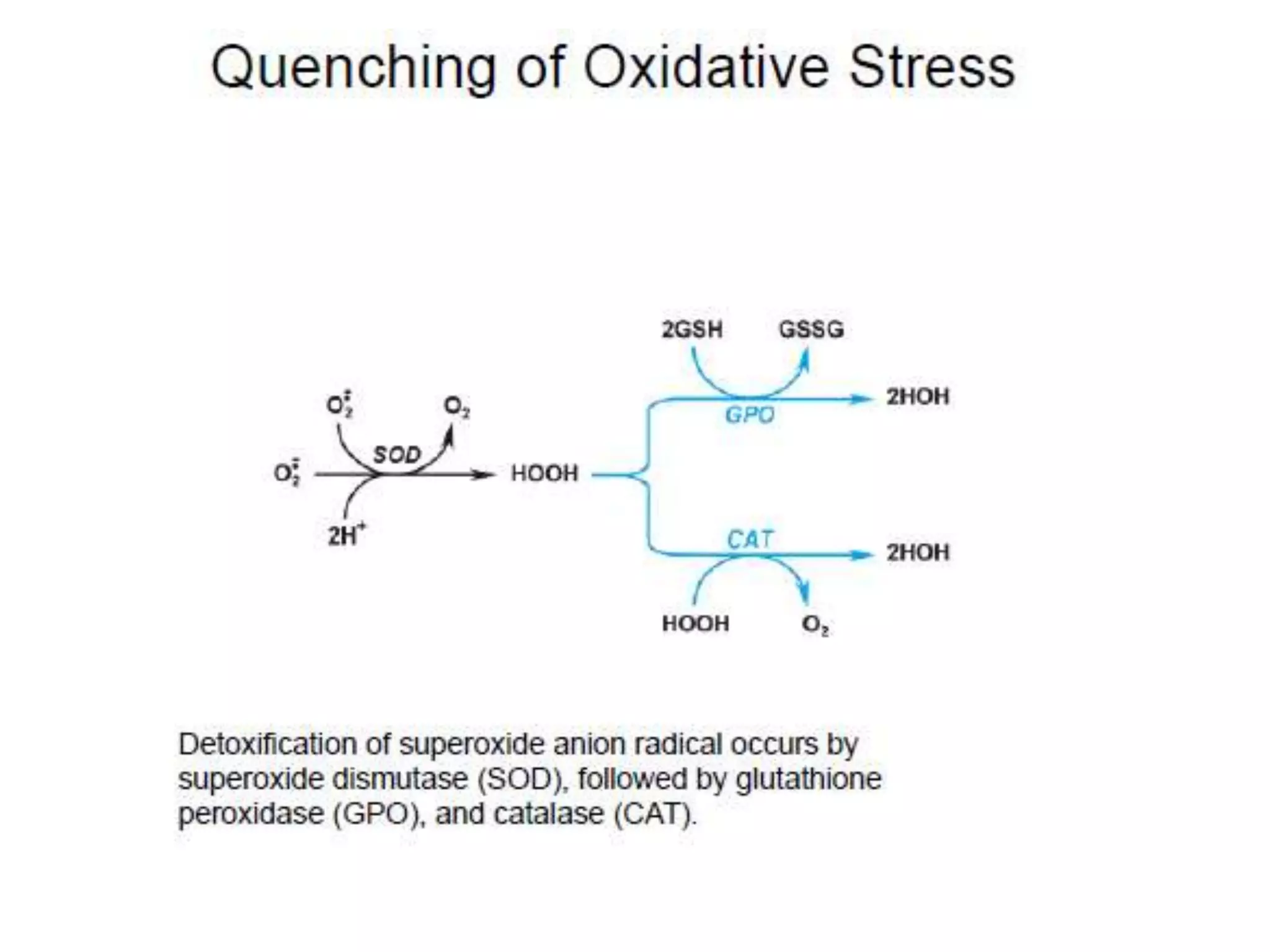 1 Mechanism of action of toxic agents (1).pptx