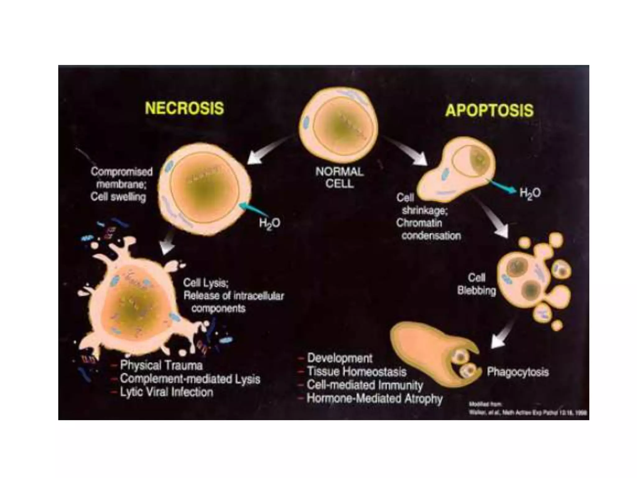 1 Mechanism of action of toxic agents (1).pptx