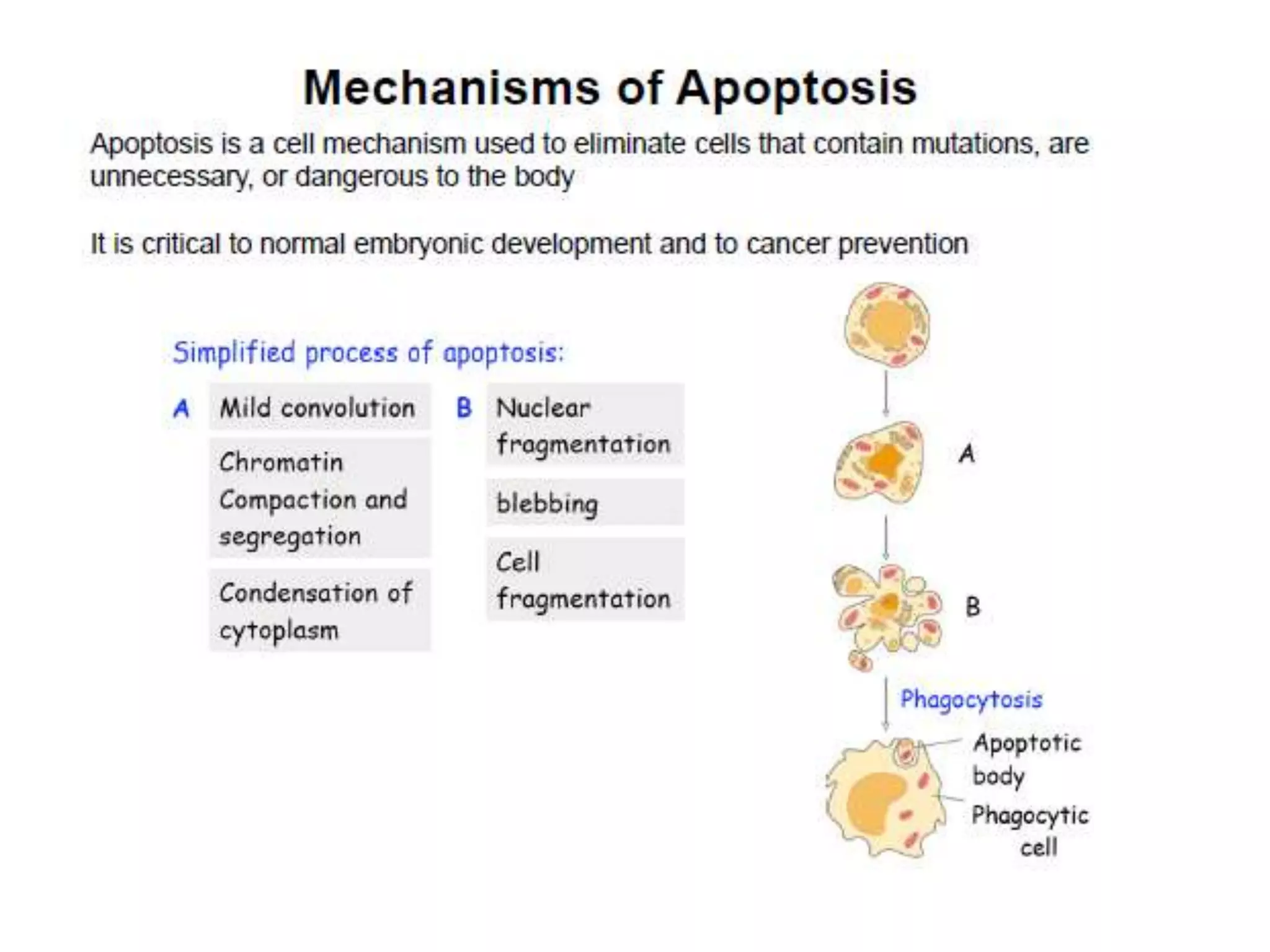 1 Mechanism of action of toxic agents (1).pptx