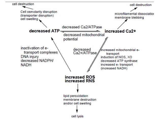 1 Mechanism of action of toxic agents (1).pptx