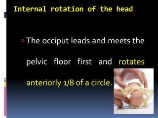 MECHANISM OF LABOUR- OBSTETRICS AND GYNAECOLOGY | PPT | Pregnancy ...