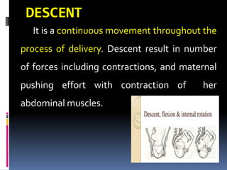 MECHANISM OF LABOUR- OBSTETRICS AND GYNAECOLOGY | PPT | Pregnancy ...