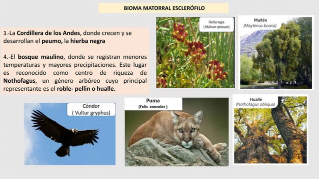 1medios ecosistemas y biomas.pptx
