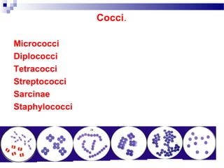 morphology of micro-organisms | PPT