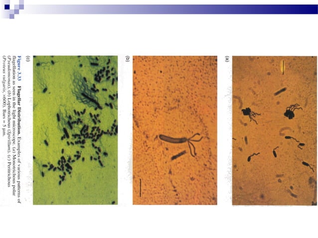 morphology of micro-organisms