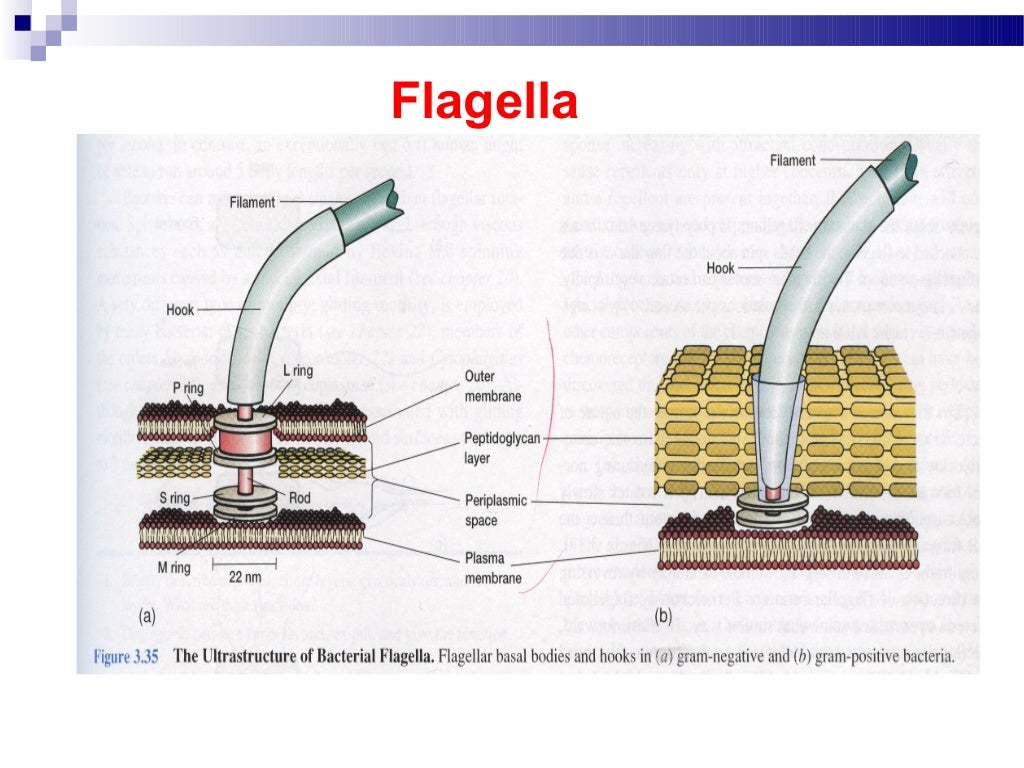 morphology of micro-organisms