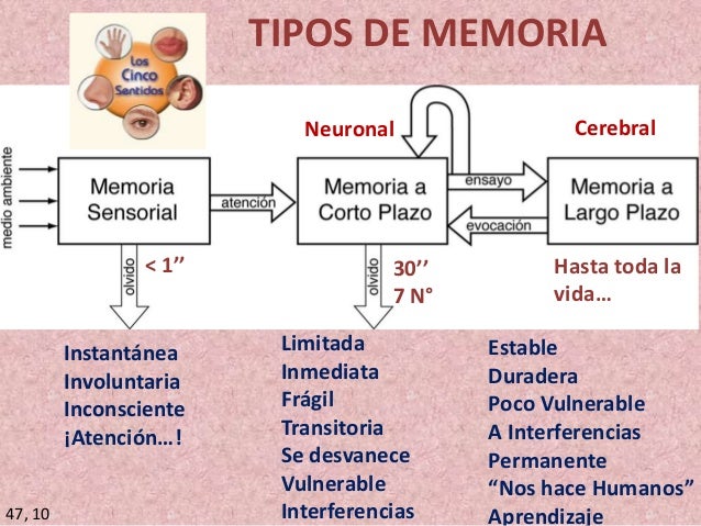 La Memoria. Definición, Funcionamiento Y Tipos. – QIZR