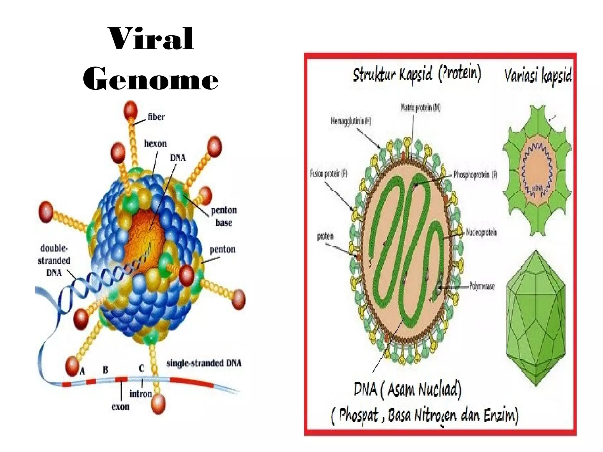 history and structure of virus | PPT
