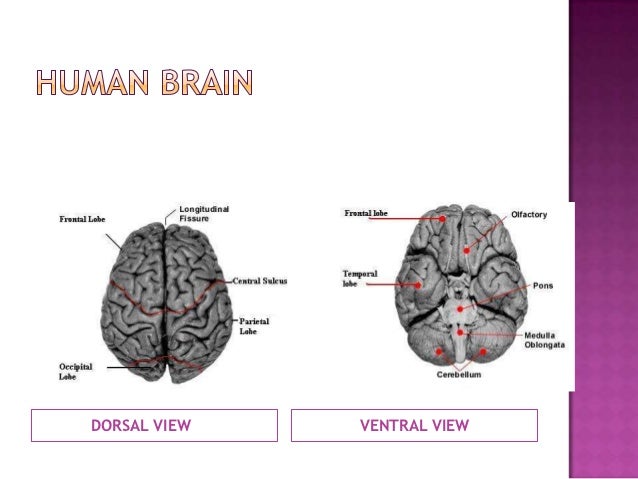 1 mind brain relationship 1 mind brain relationship
