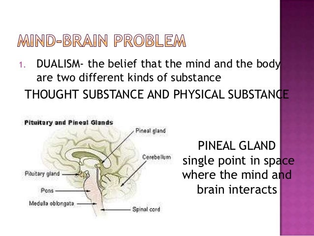 1 mind brain relationship 1 mind brain relationship