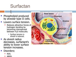physiology_of_respiration_.pptx