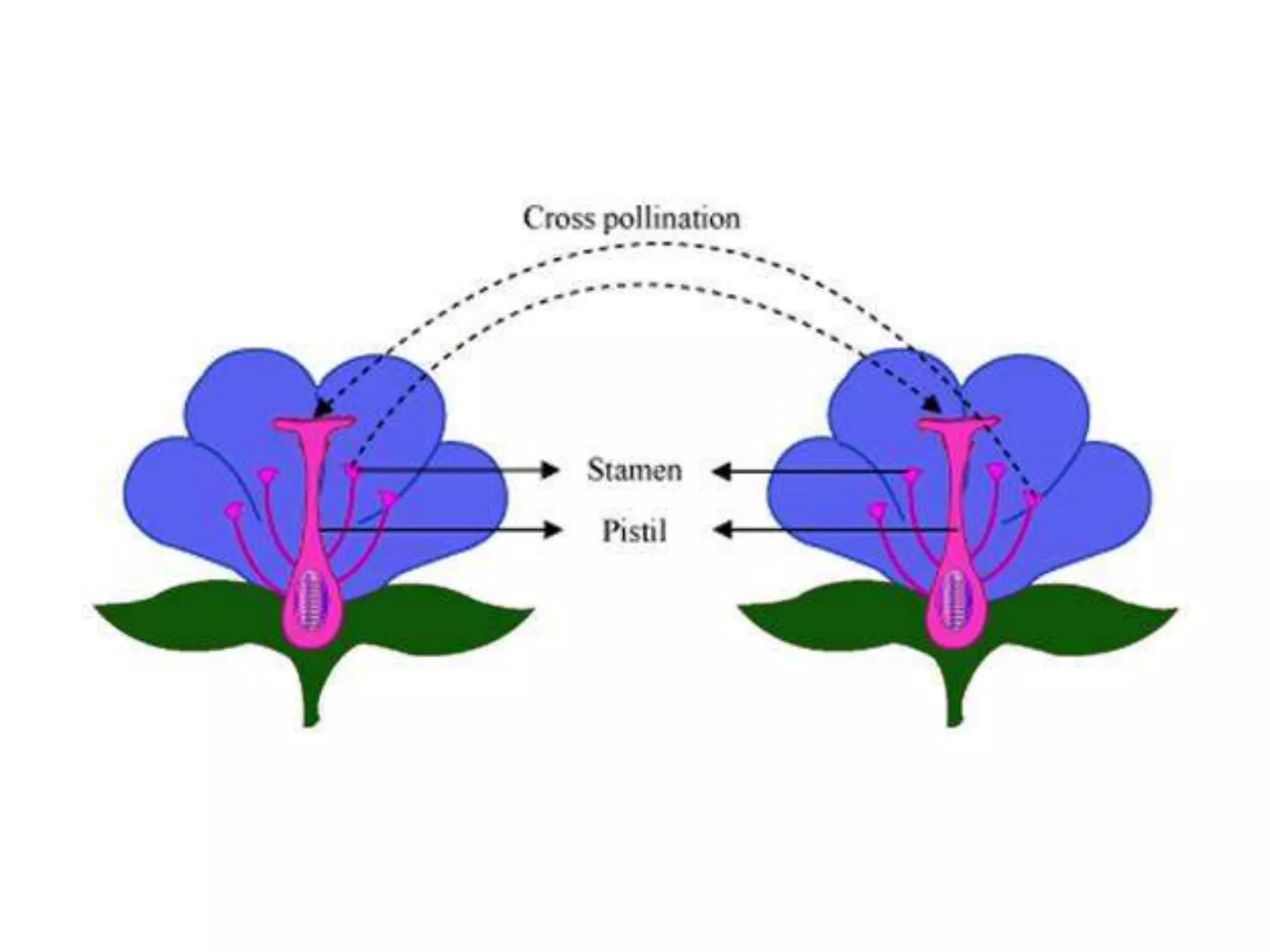 modes of reproduction in crops | PPTX