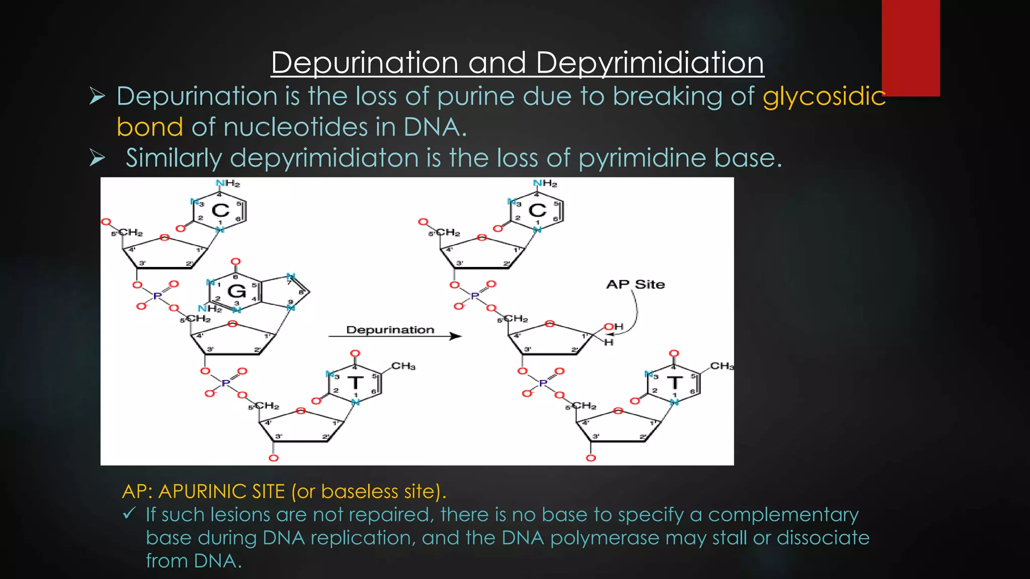 Molecular mechanism of Mutation | PPTX