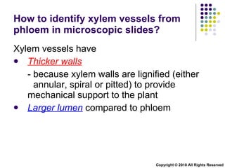 Chapter 9 Transport in Plants Lesson 1 - Monocotyledons and dicot | PPT