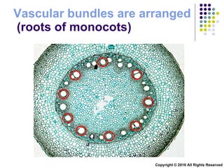 Chapter 9 Transport in Plants Lesson 1 - Monocotyledons and dicot | PPT