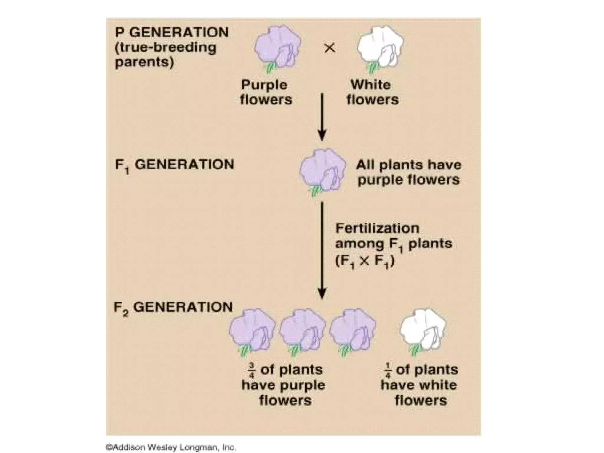 Chapter 19 Heredity Lesson 1 Monohybrid Cross And Test Cross Ppt