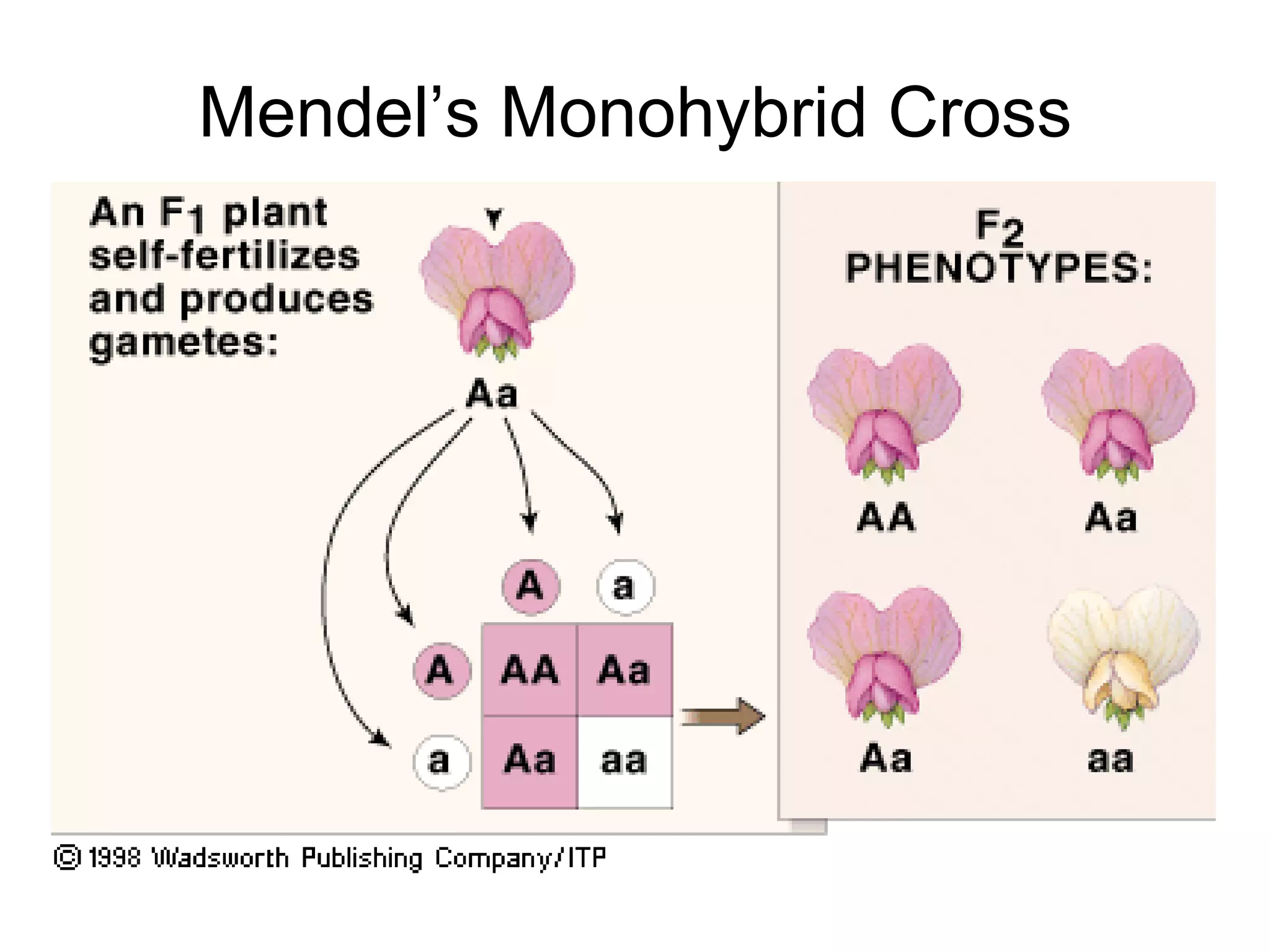 Chapter 19 Heredity Lesson 1 - Monohybrid Cross and Test Cross | PPT