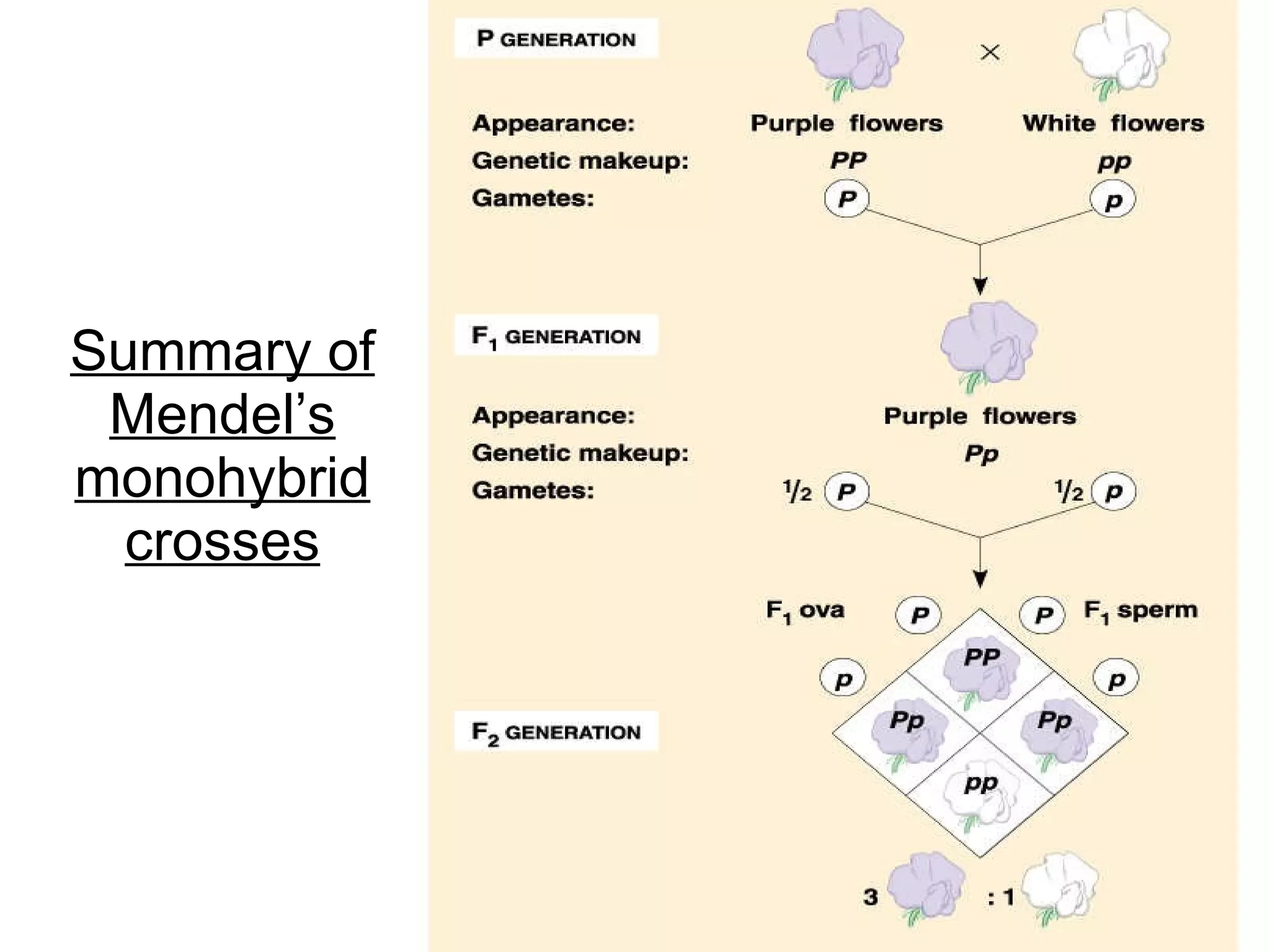 Chapter 19 Heredity Lesson 1 Monohybrid Cross And Test Cross Ppt