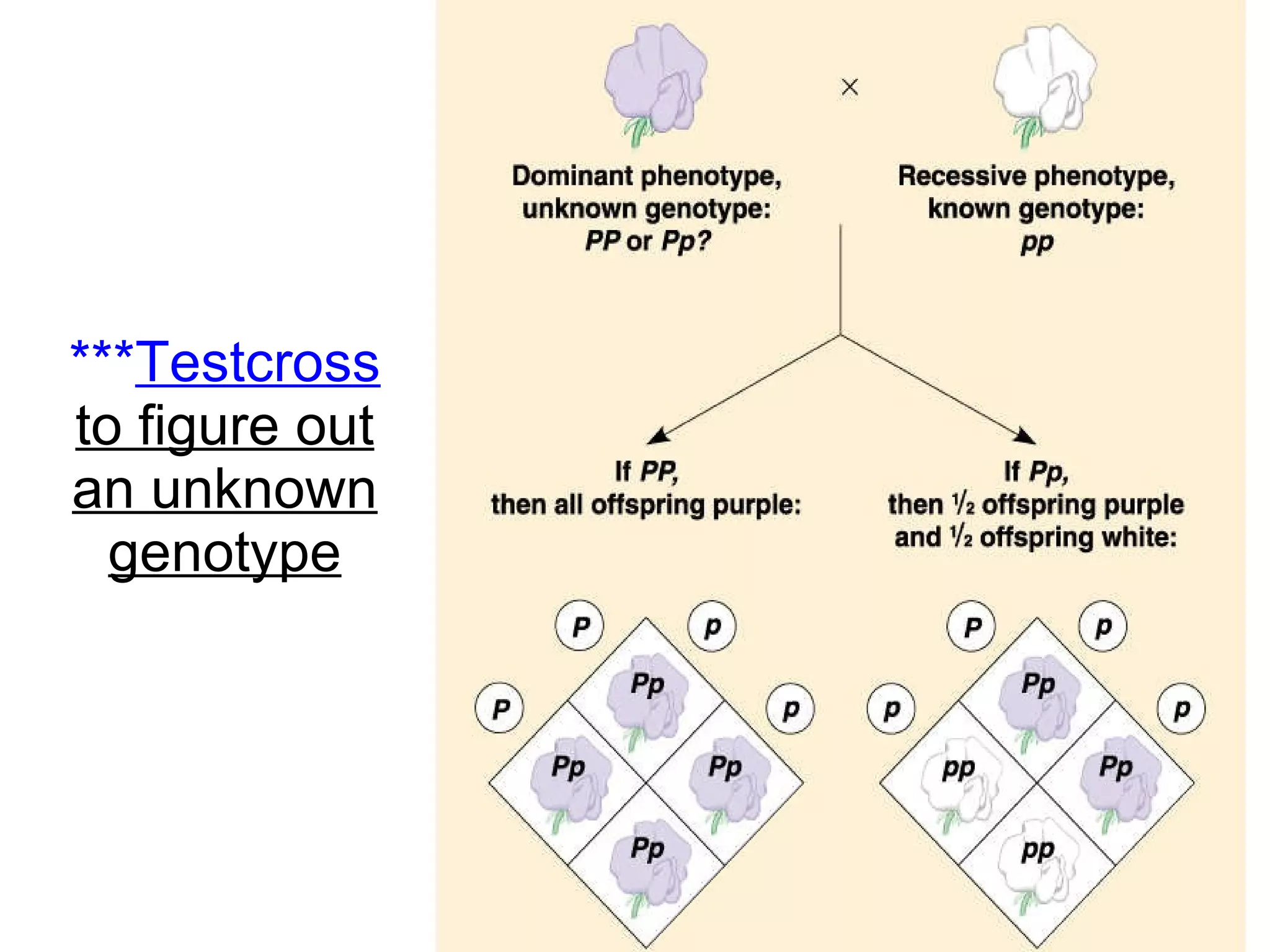 Chapter 19 Heredity Lesson 1 - Monohybrid Cross and Test Cross | PPT