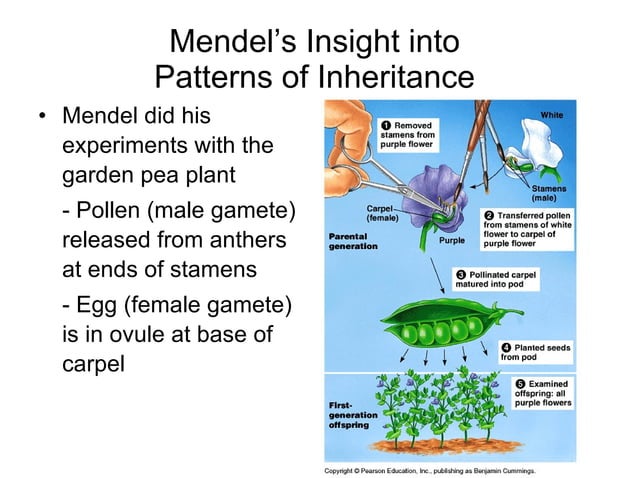 Chapter 19 Heredity Lesson 1 - Monohybrid Cross and Test Cross | PPT ...