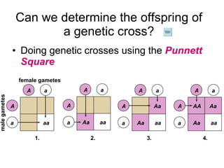 Chapter 19 Heredity Lesson 1 - Monohybrid Cross and Test Cross | PPT