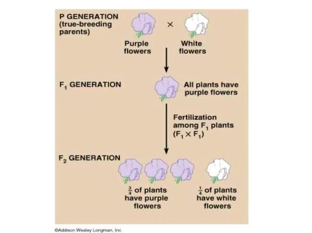 Chapter 19 Heredity Lesson 1 - Monohybrid Cross and Test Cross | PPT ...