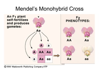 Chapter 19 Heredity Lesson 1 - Monohybrid Cross and Test Cross | PPT