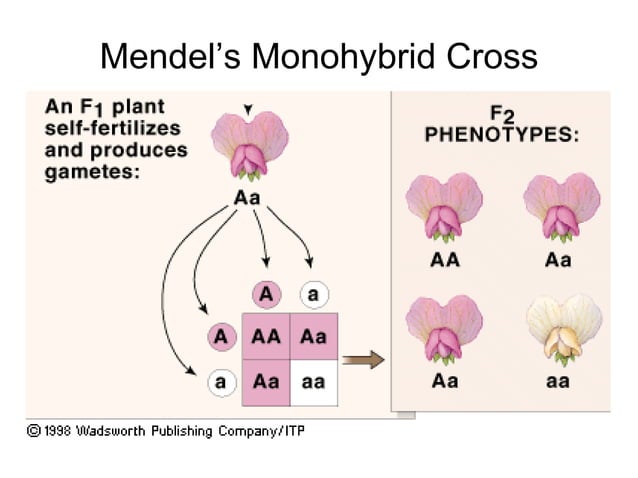 Chapter 19 Heredity Lesson 1 - Monohybrid Cross and Test Cross | PPT ...