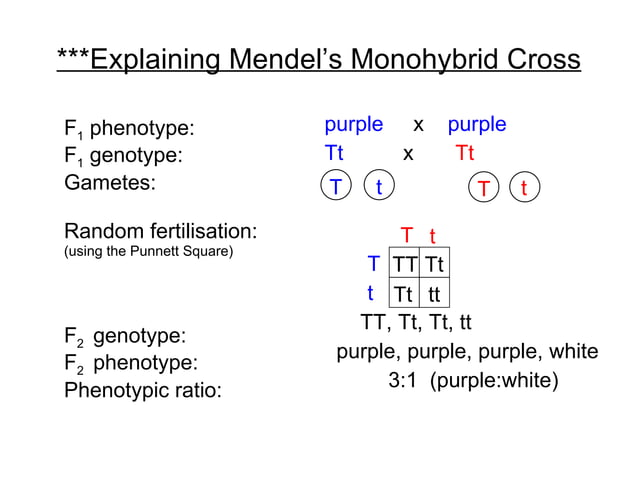 Chapter 19 Heredity Lesson 1 - Monohybrid Cross and Test Cross | PPT ...