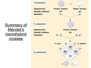 Chapter 19 Heredity Lesson 1 - Monohybrid Cross and Test Cross | PPT