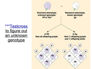 Chapter 19 Heredity Lesson 1 - Monohybrid Cross and Test Cross | PPT