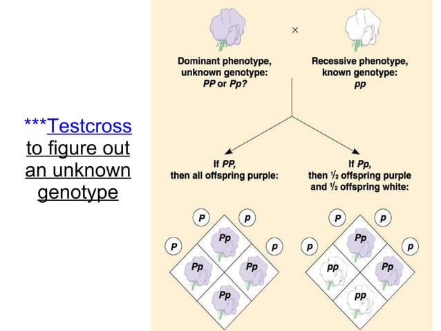 Chapter 19 Heredity Lesson 1 - Monohybrid Cross and Test Cross | PPT ...