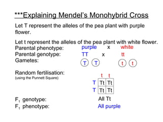 Monohybrid Cross Example