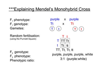 Monohybrid Cross Punnett Square