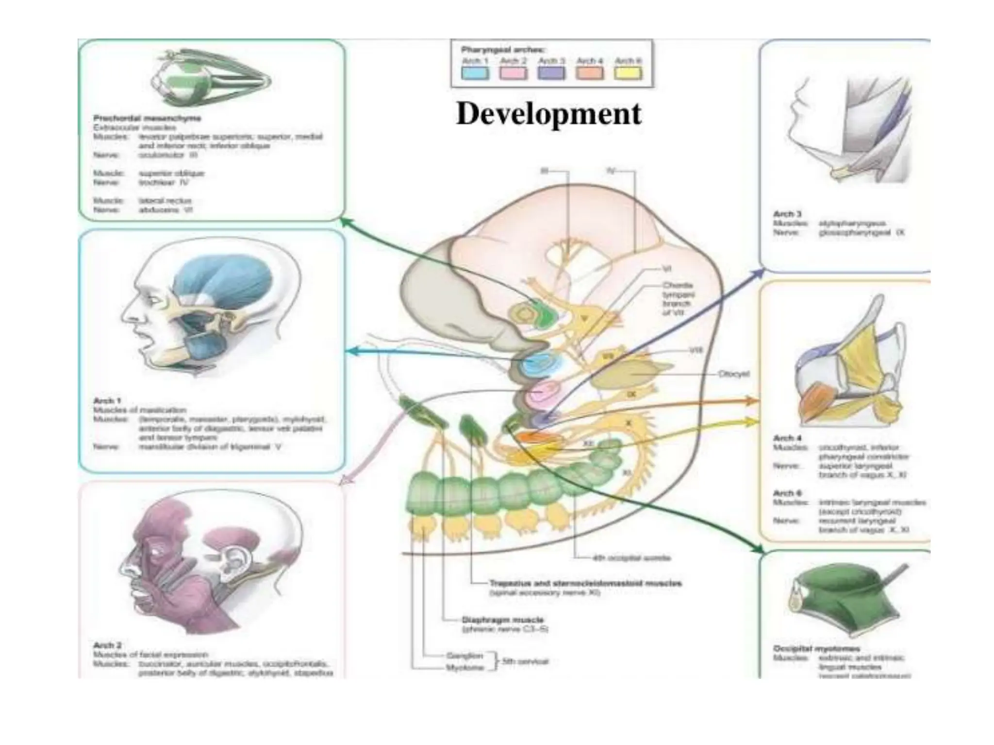 1 Muscles of facial expression and mastication.pptx