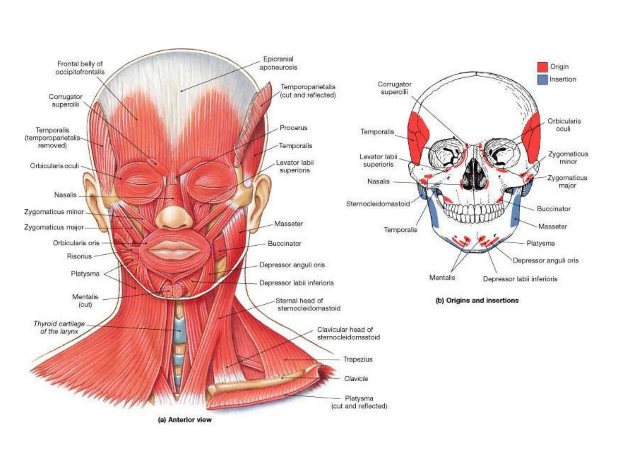 1 Muscles of facial expression and mastication.pptx