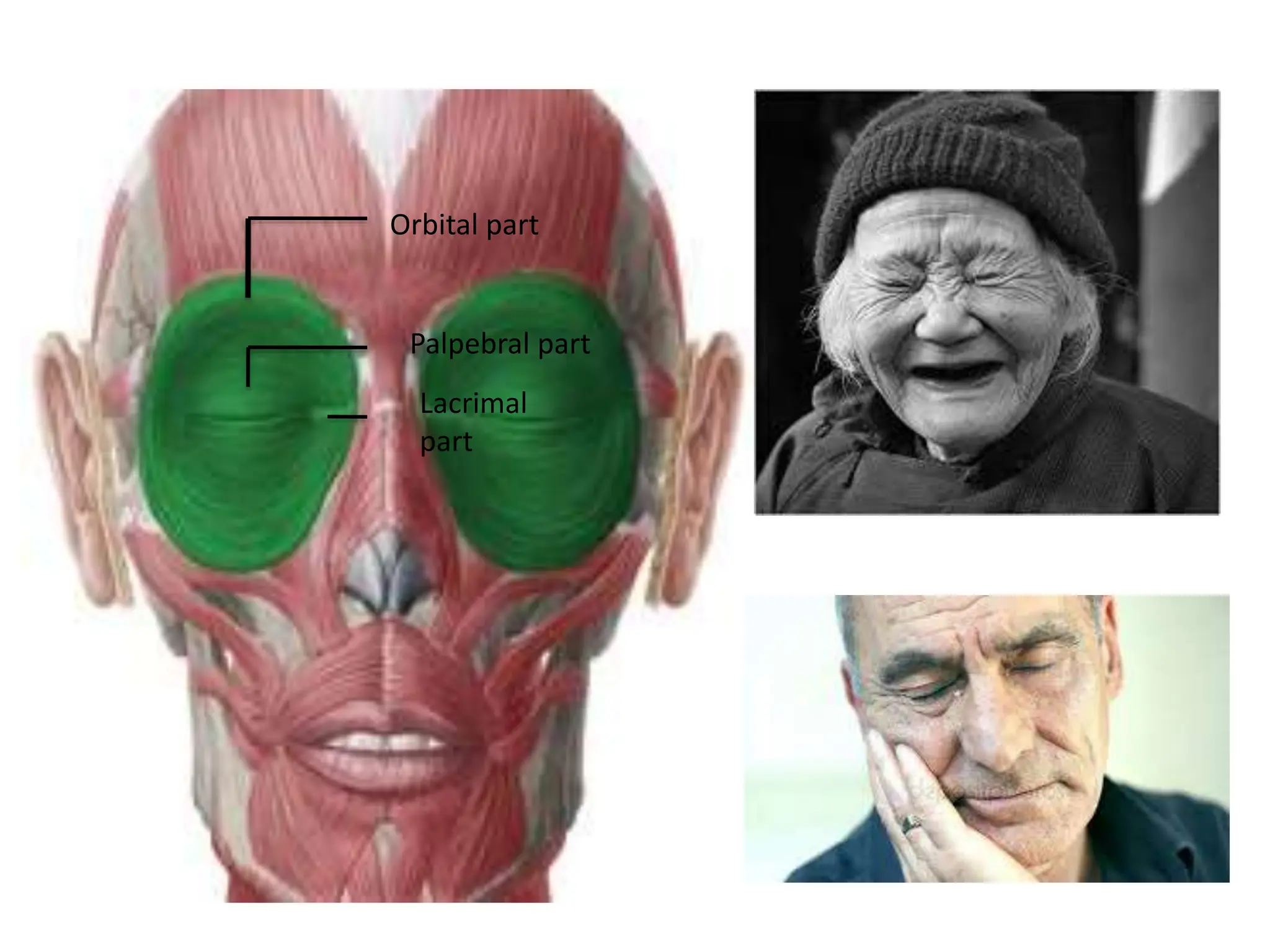 1 Muscles of facial expression and mastication.pptx