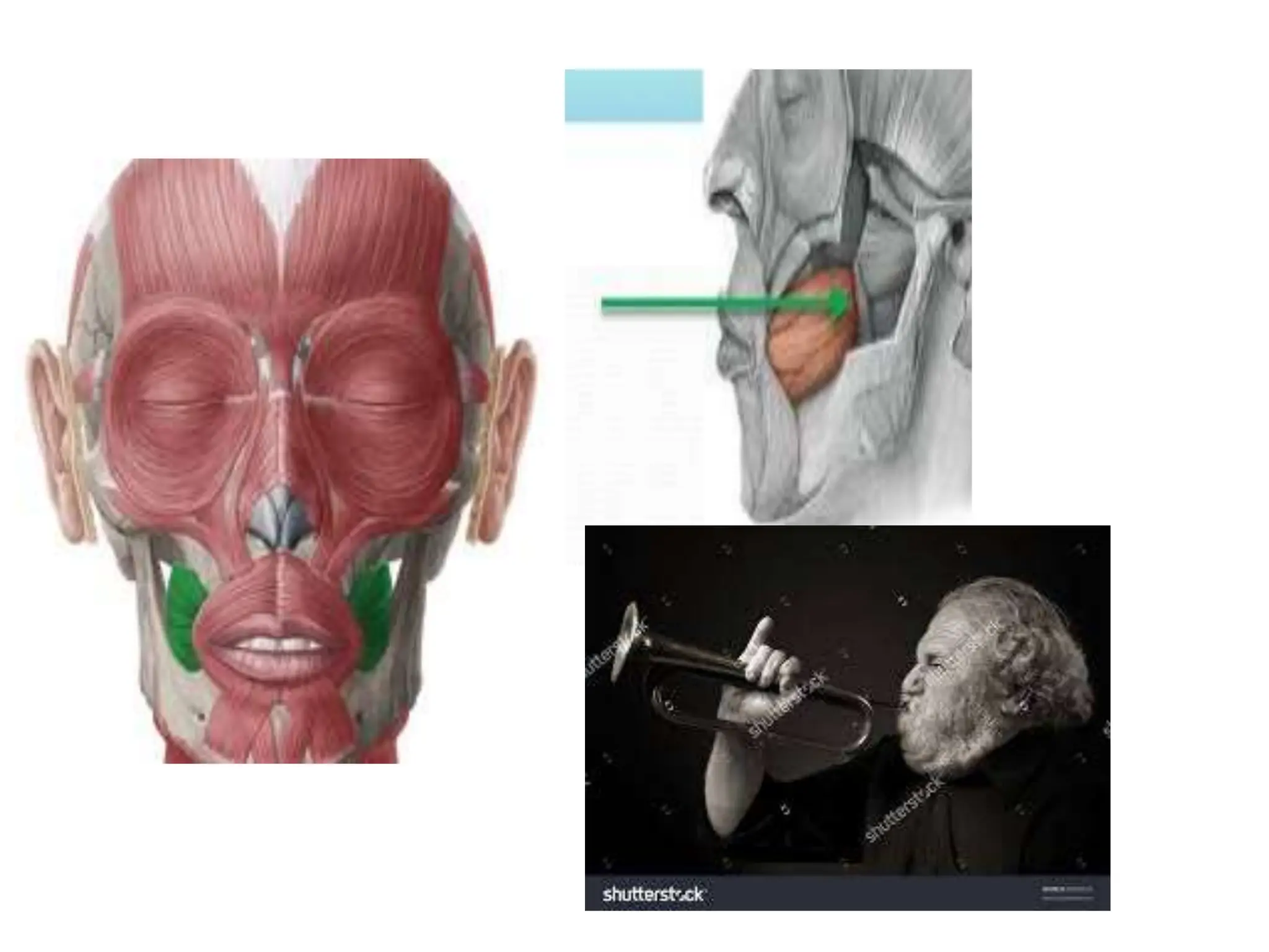 1 Muscles of facial expression and mastication.pptx