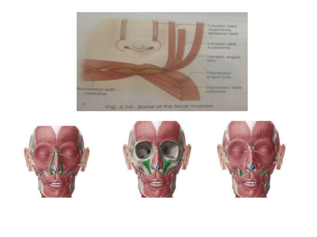 1 Muscles of facial expression and mastication.pptx