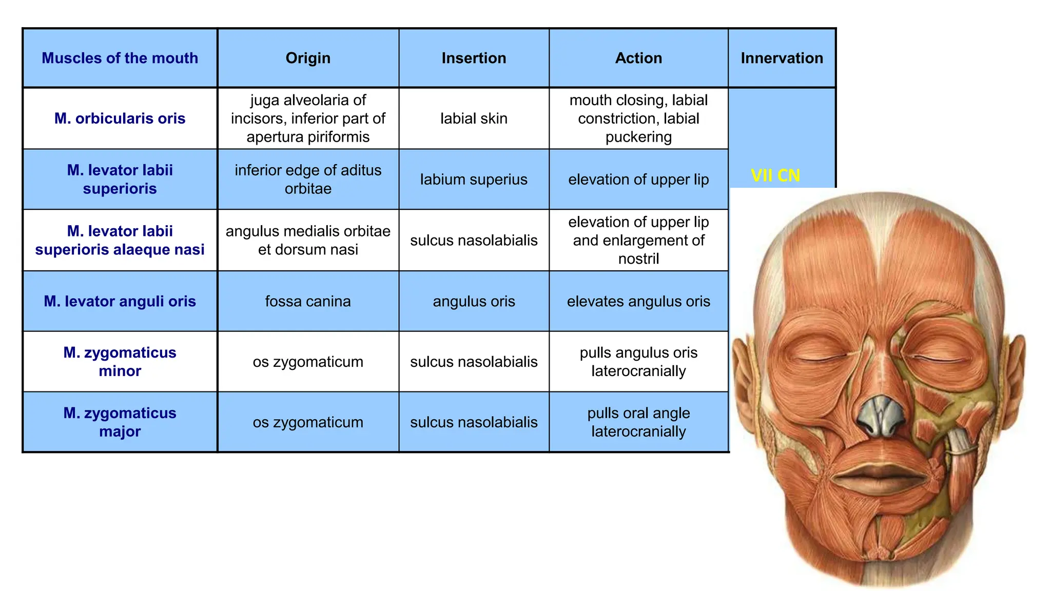 1) Muscles of the head and neck.pdf