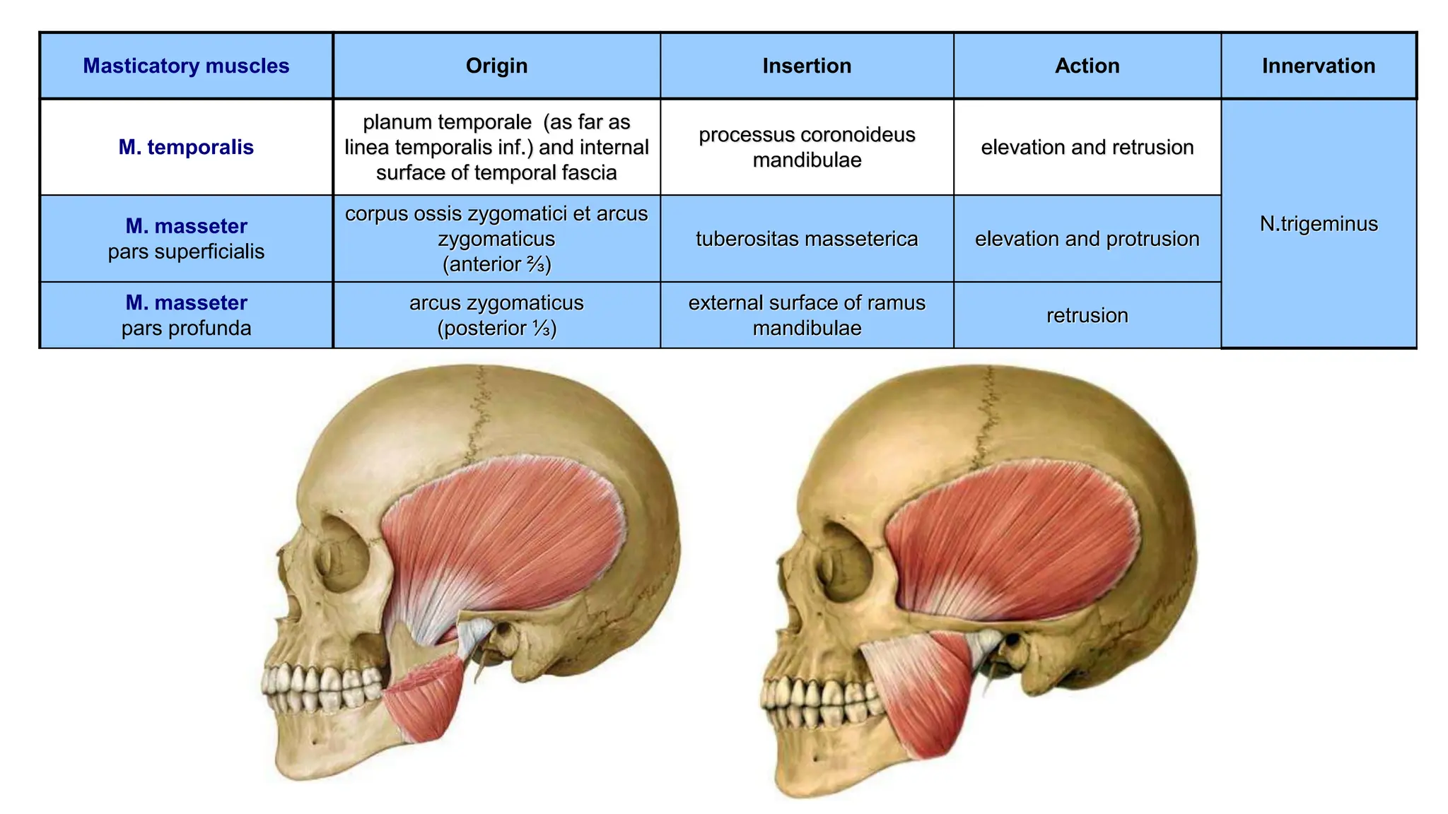 1) Muscles of the head and neck.pdf