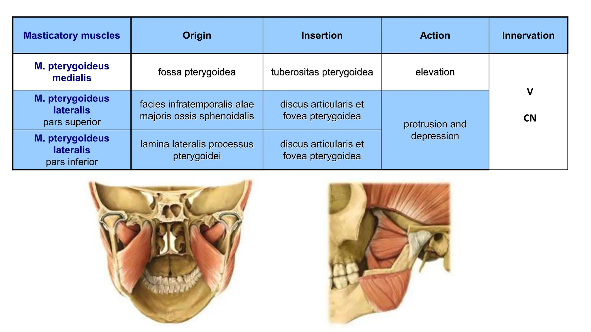 1) Muscles of the head and neck.pdf