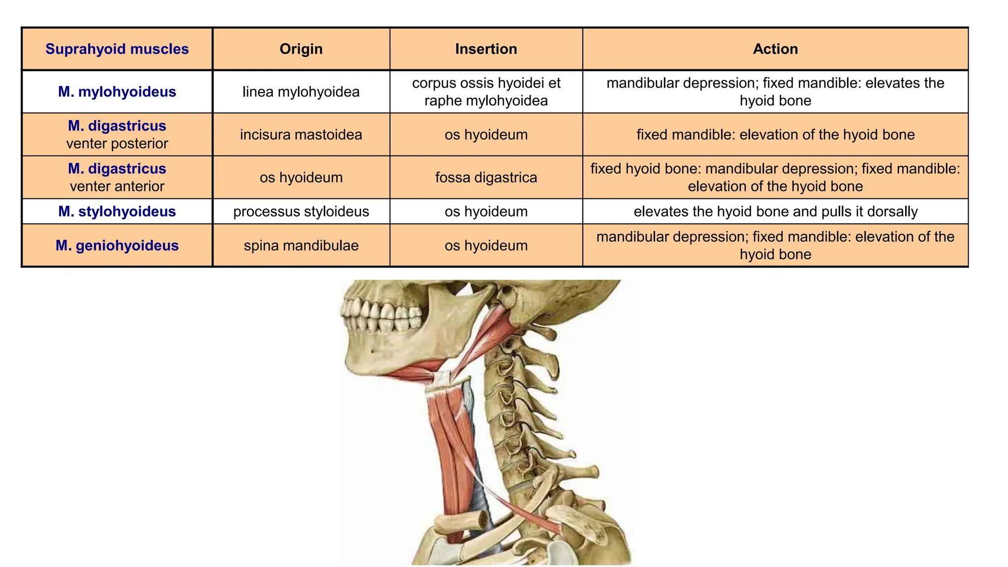 1) Muscles of the head and neck.pdf