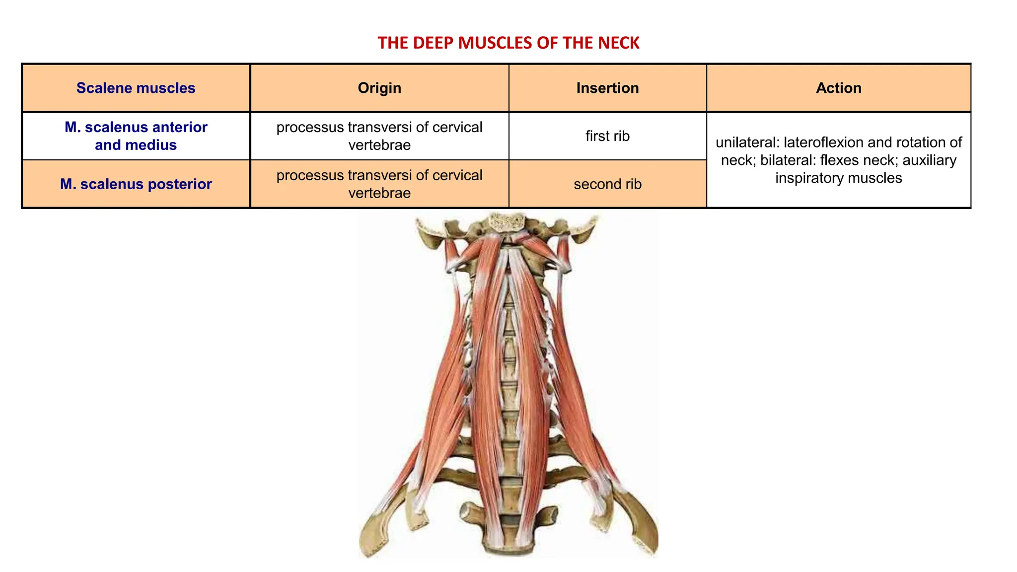 1) Muscles of the head and neck.pdf