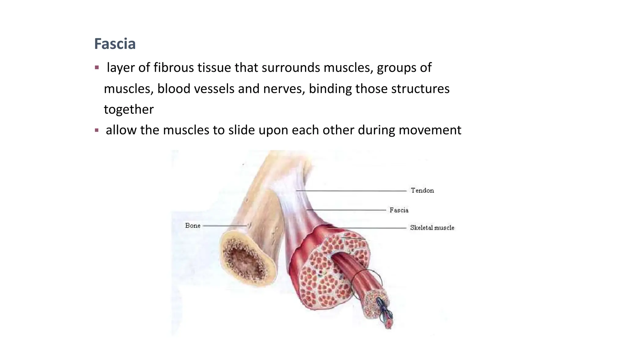 1) Muscles of the head and neck.pdf