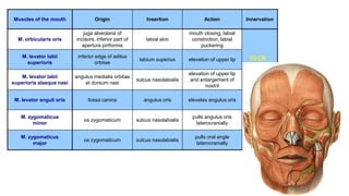 1) Muscles of the head and neck.pdf