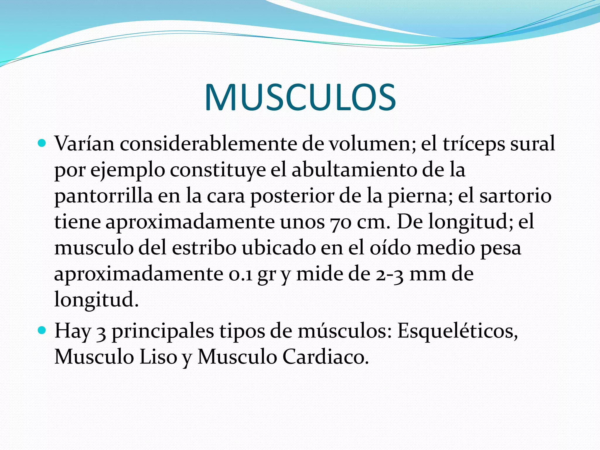 1 musculos | PPT