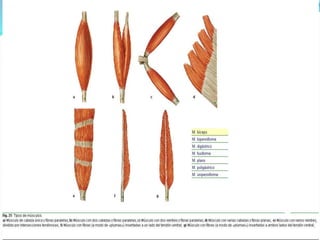 1 musculos | PPTX